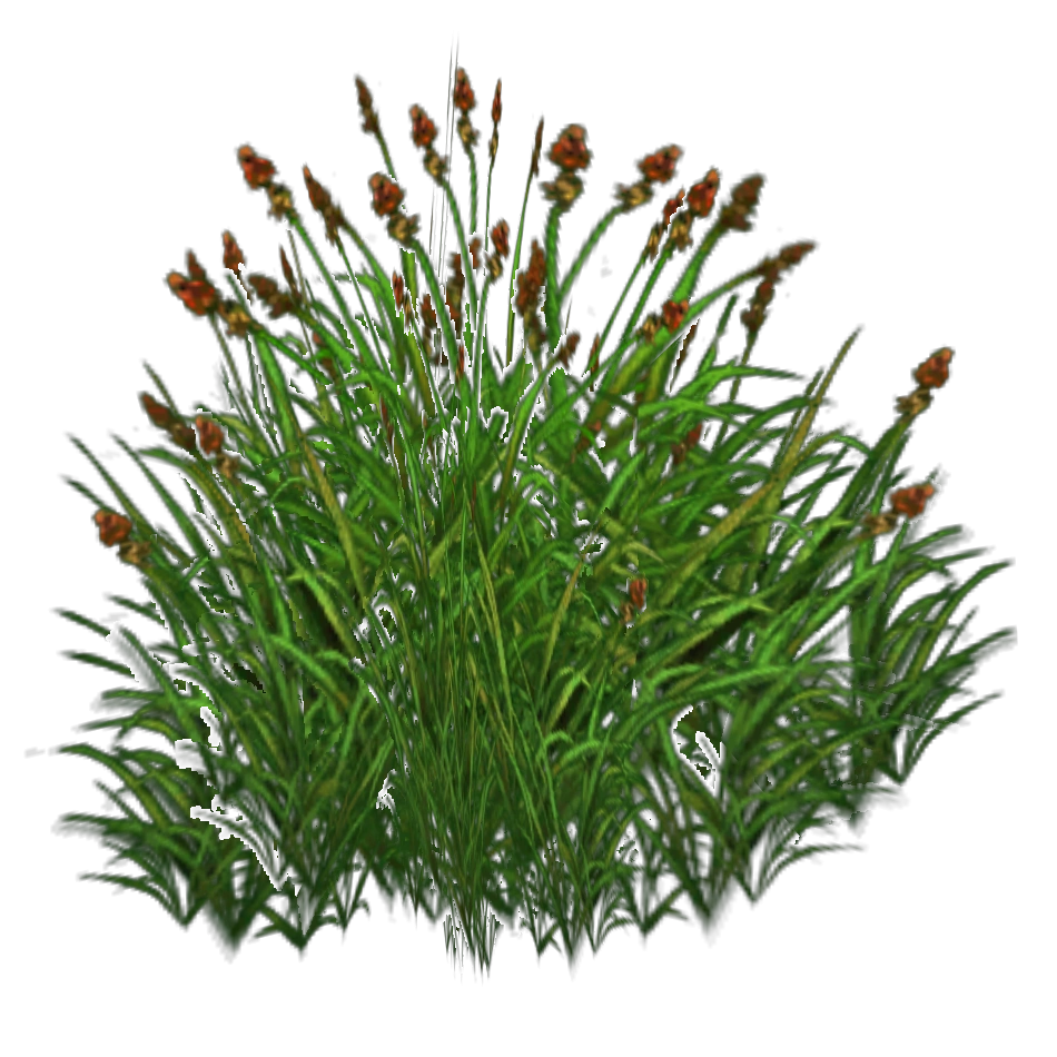 Cape Thatching Reed (NanoLancensis) | ZT2 Download Library Wiki | Fandom