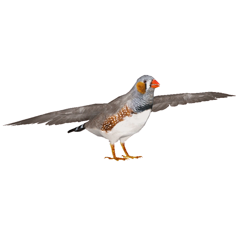 Zebra Finch (Samuel & Titan) | ZT2 Download Library Wiki | Fandom