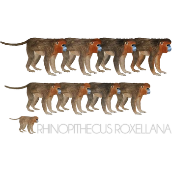 Golden Snub-nosed Monkey (Jannick) | ZT2 Download Library Wiki | Fandom