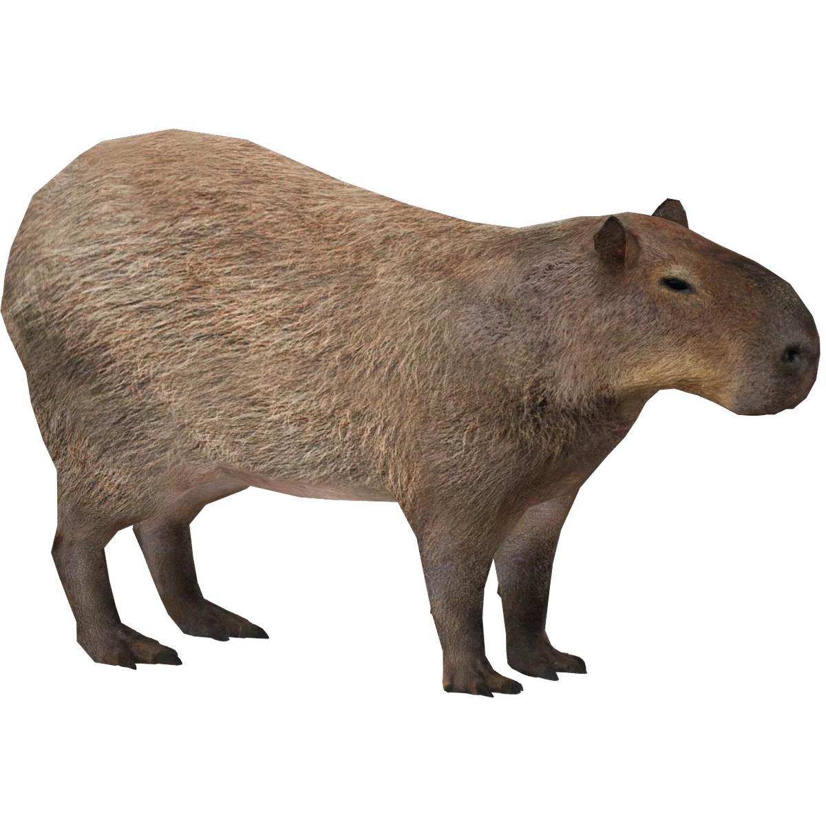 Lesser Capybara (Demon Hunter) | ZT2 Download Library Wiki | Fandom