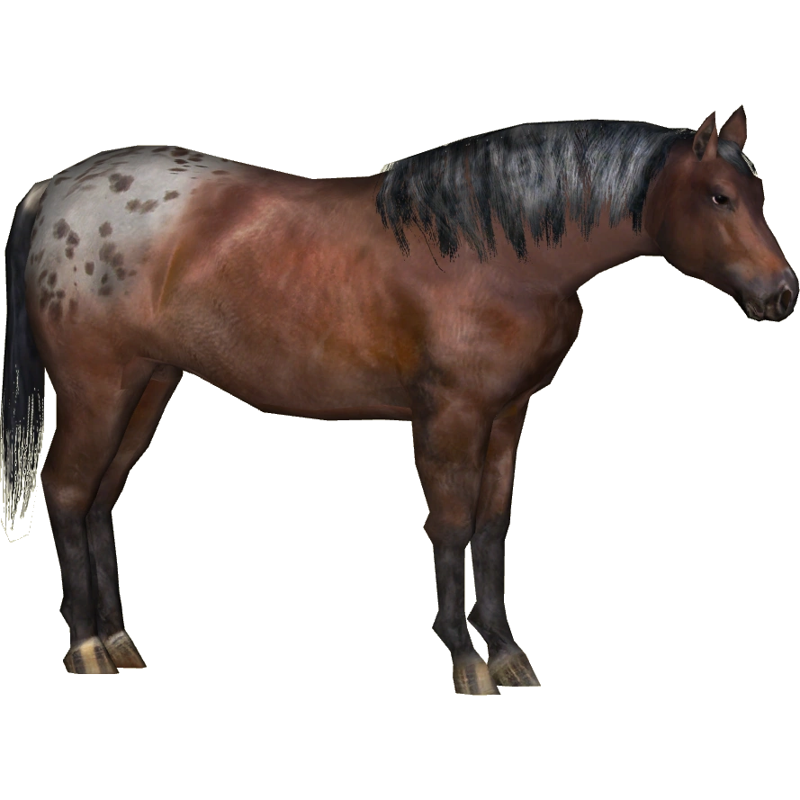 Appaloosa Horse (Tamara Henson) | ZT2 Download Library Wiki | Fandom