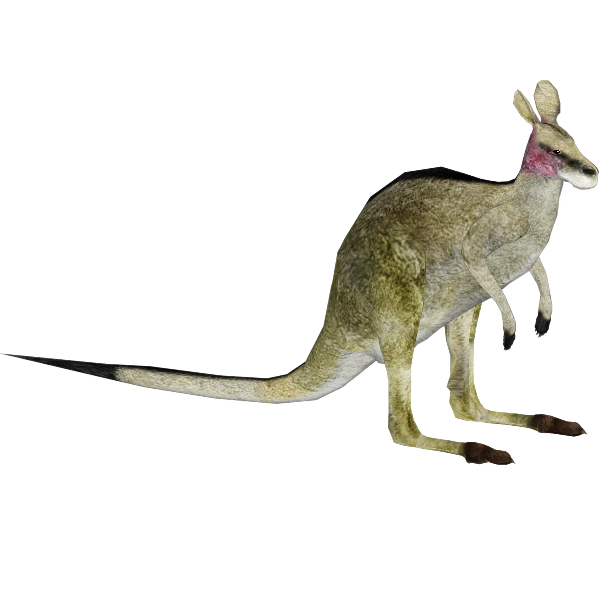 Purple Necked Rock Wallaby (Tamara Henson) | ZT2 Download Library Wiki ...