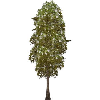 Ulmo Tree (The Restorers) | ZT2 Download Library Wiki | Fandom