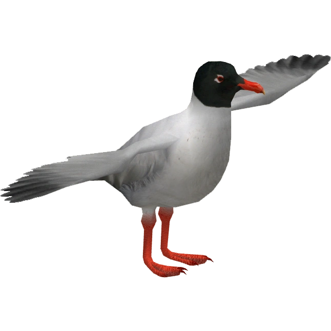 Mediterranean Gull (Zerosvalmont) | ZT2 Download Library Wiki | Fandom