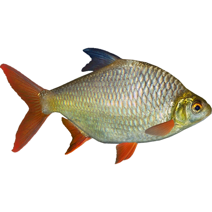 Red-tailed Tinfoil Barb (PaJaS30) | ZT2 Download Library Wiki | Fandom