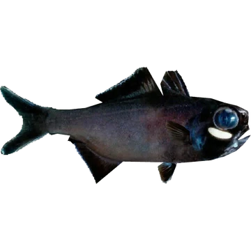 Download Image Flashlight Fish