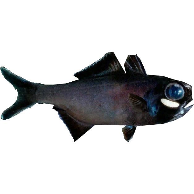 Flashlight Fish