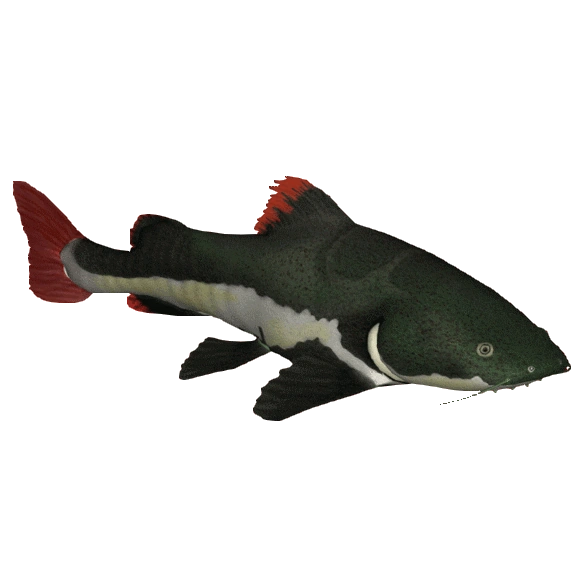 Redtail Catfish