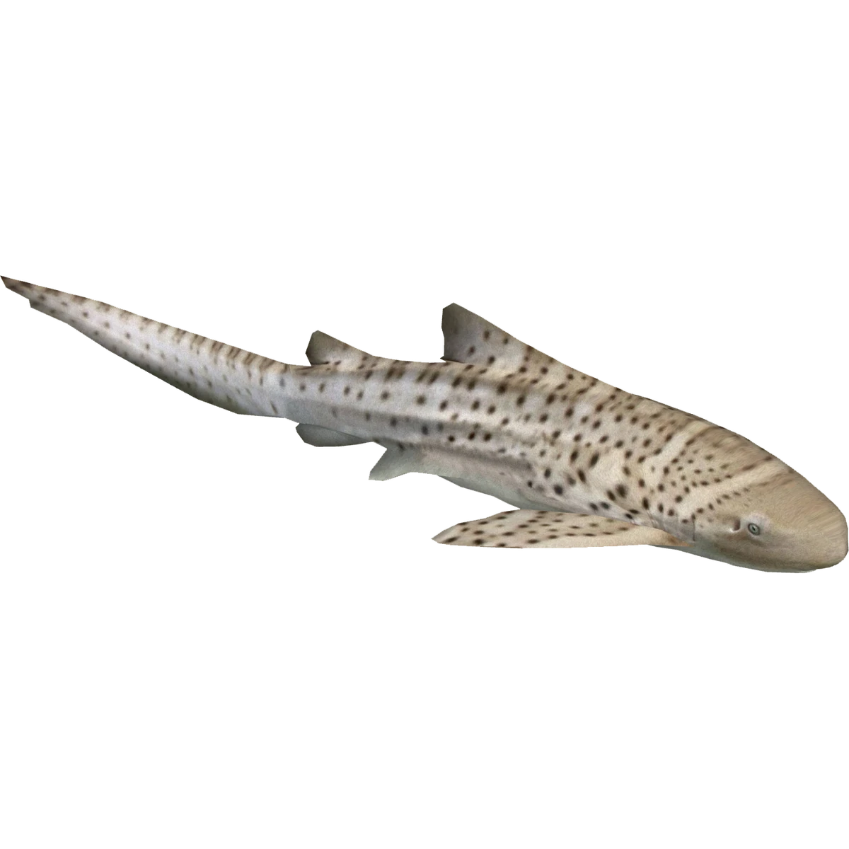 Zebra Shark (Zerosvalmont)/Version 2 | ZT2 Download Library Wiki | Fandom