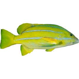 Blue-line Snapper (Dycki1231) | ZT2 Download Library Wiki | Fandom