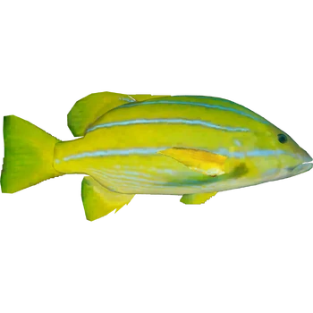 Blue-line Snapper (Dycki1231) | ZT2 Download Library Wiki | Fandom