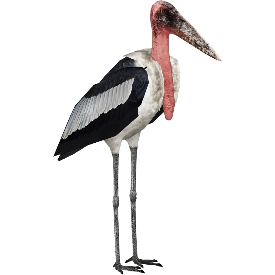 Marabou Stork (Zoo Tycooner FR) | ZT2 Download Library Wiki | Fandom