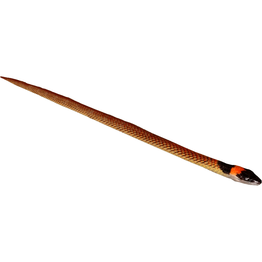 Red-naped Snake (Brzoza) | ZT2 Download Library Wiki | Fandom