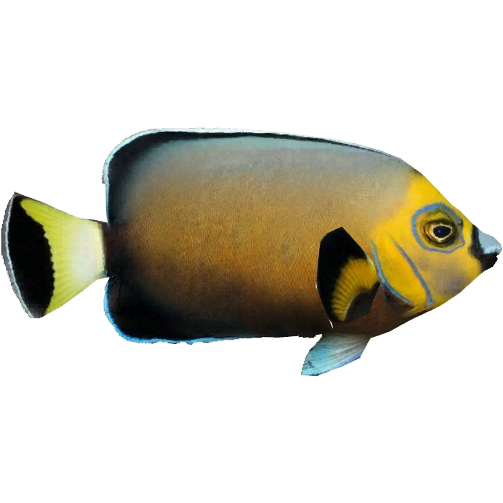 Conspicuous Angelfish