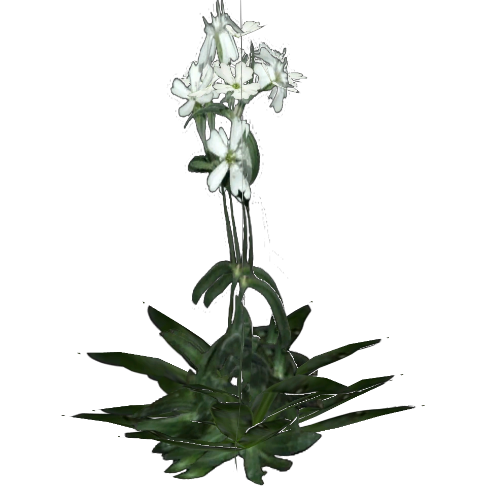 Sylene stenophylla (Demon Hunter) | ZT2 Download Library Wiki | Fandom