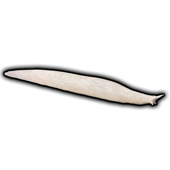 Ghost Slug (Serpyderpy) | ZT2 Download Library Wiki | Fandom