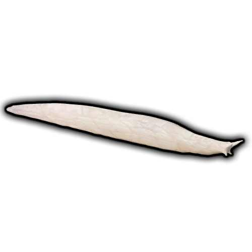 Ghost Slug (Serpyderpy) | ZT2 Download Library Wiki | Fandom