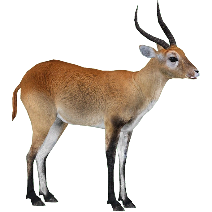 Lechwe (ZTABC Team) | ZT2 Download Library Wiki | Fandom