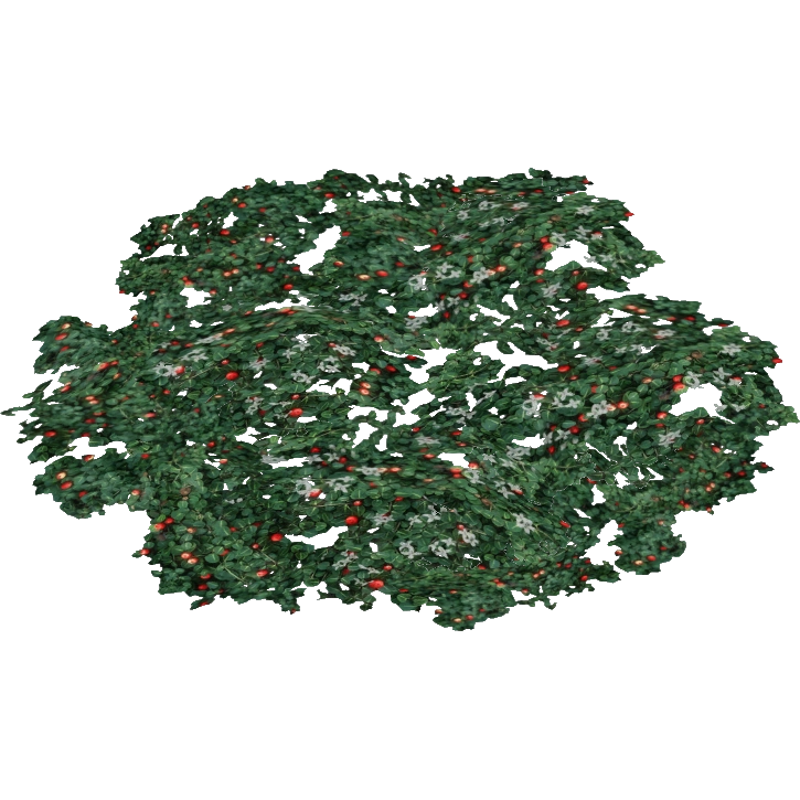 Partridge Berry (Aurora Designs) | ZT2 Download Library Wiki | Fandom