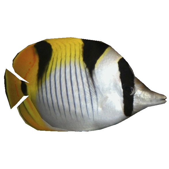 Blackwedged Butterflyfish (DutchDesigns) | ZT2 Download Library Wiki ...