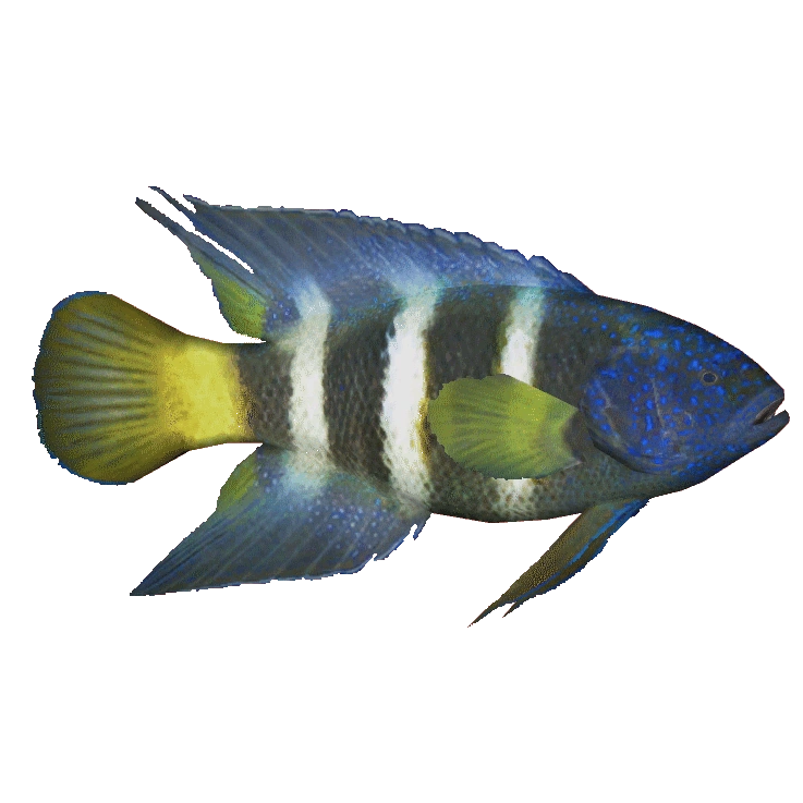 Eastern Blue Devil Fish (Thom) | ZT2 Download Library Wiki | Fandom