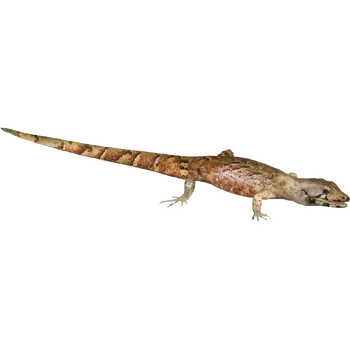 Chevron Skink (Whalebite) | ZT2 Download Library Wiki | Fandom