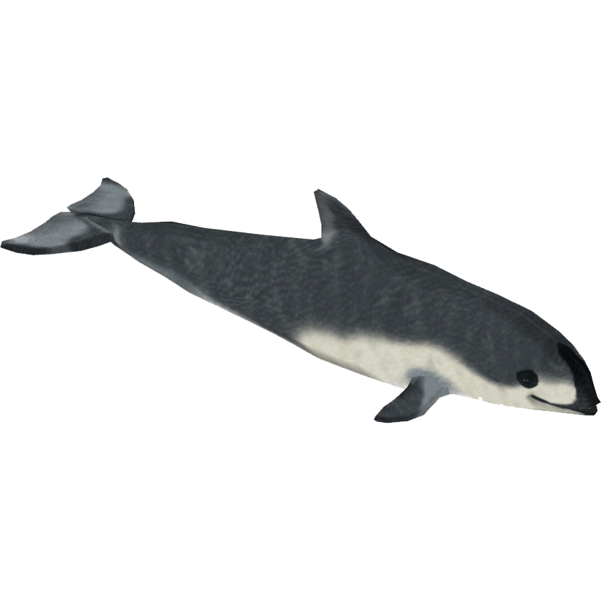 Vaquita Bunyupy Zt2 Download Library Wiki Fandom