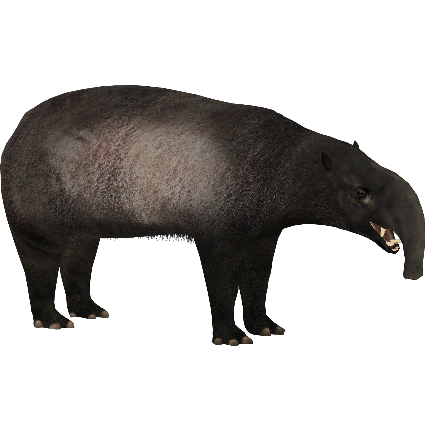 Astrapotherium
