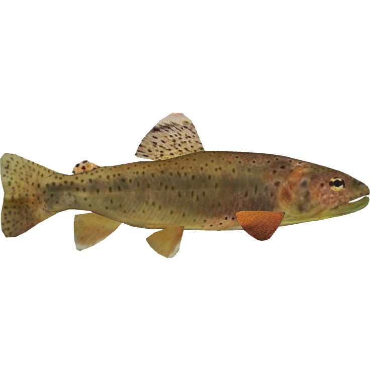 Apache Trout