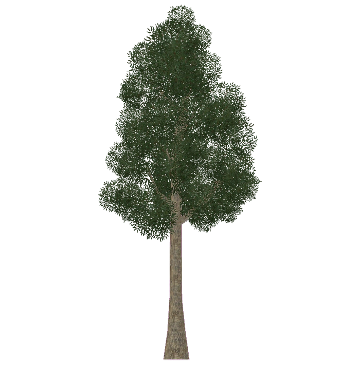 Jarrah (Aurora Designs) | ZT2 Download Library Wiki | Fandom