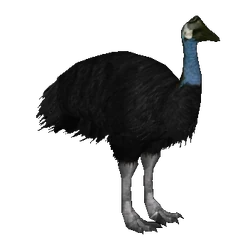 Montane Forest Animals