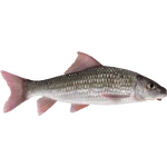 Category:Extinct Ray-finned Fish | ZT2 Download Library Wiki | Fandom