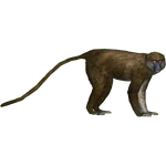 Category:Old World Monkeys | ZT2 Download Library Wiki | Fandom