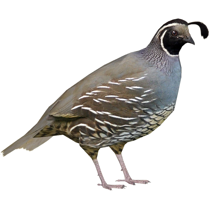 Category:New World Quails | ZT2 Download Library Wiki | Fandom