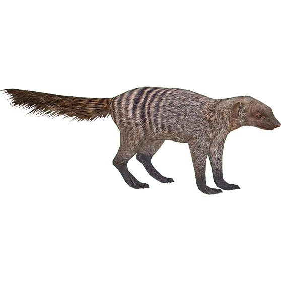 Banded Mongoose (ZTABC Team) | ZT2 Download Library Wiki | Fandom