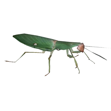 Giant Malaysian Shield Mantis