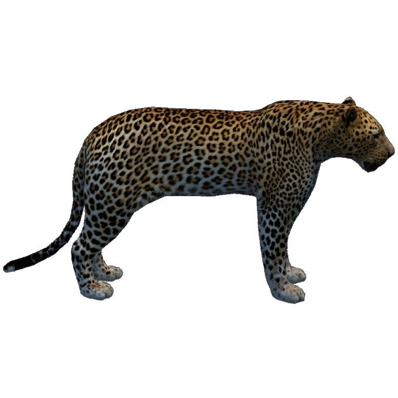 Indian Leopard (Havok1199) | ZT2 Download Library Wiki | Fandom