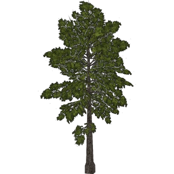 Kahikatea Tree (Paleop) | ZT2 Download Library Wiki | Fandom