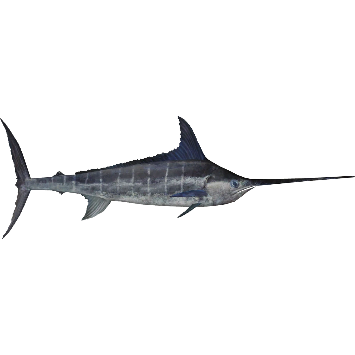 Striped Marlin (Dycki1231) | ZT2 Download Library Wiki | Fandom