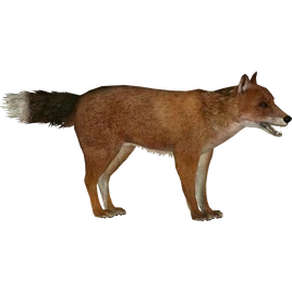 Warrah (Blue Fang) | ZT2 Download Library Wiki | Fandom