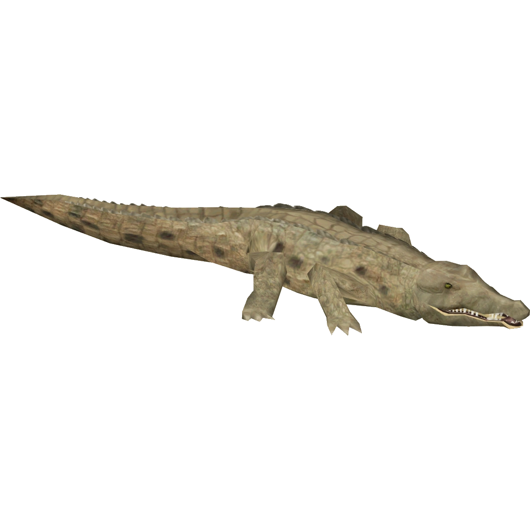 Orinoco Crocodile