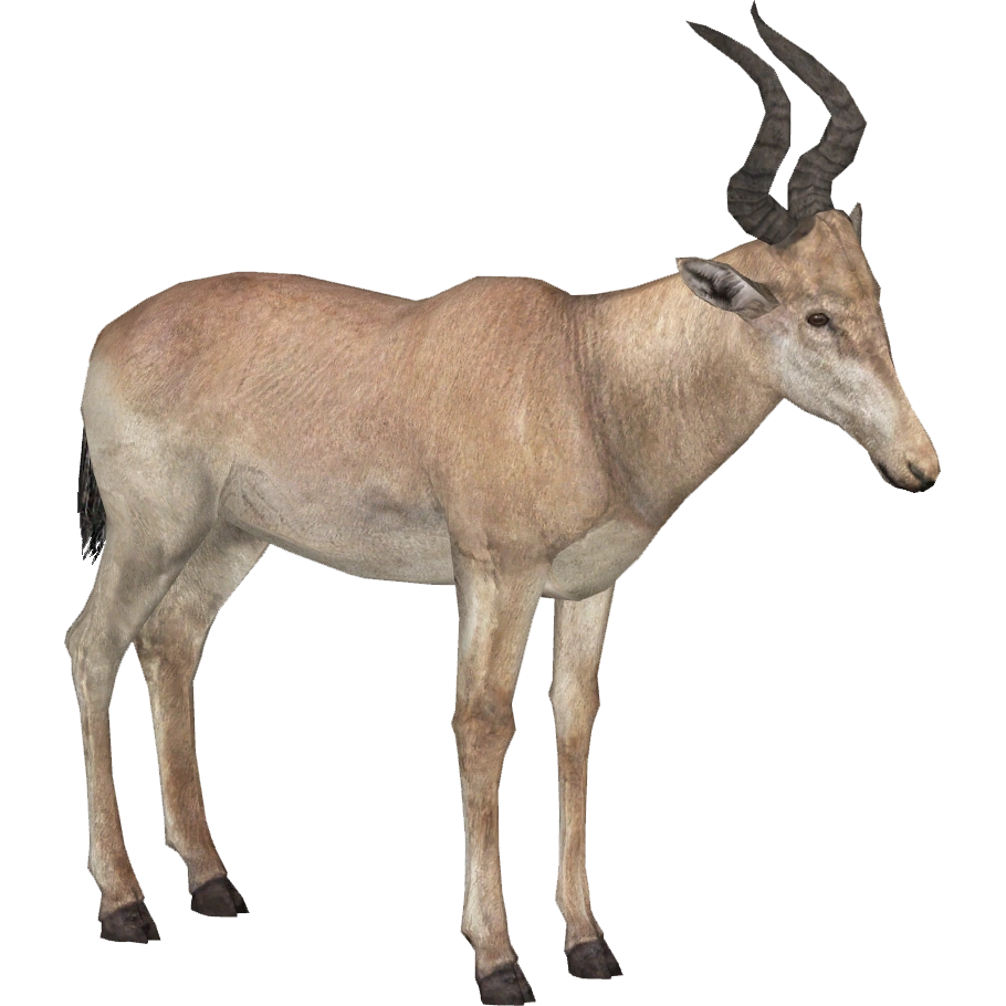 Tora Hartebeest (Lgcfm) | ZT2 Download Library Wiki | Fandom