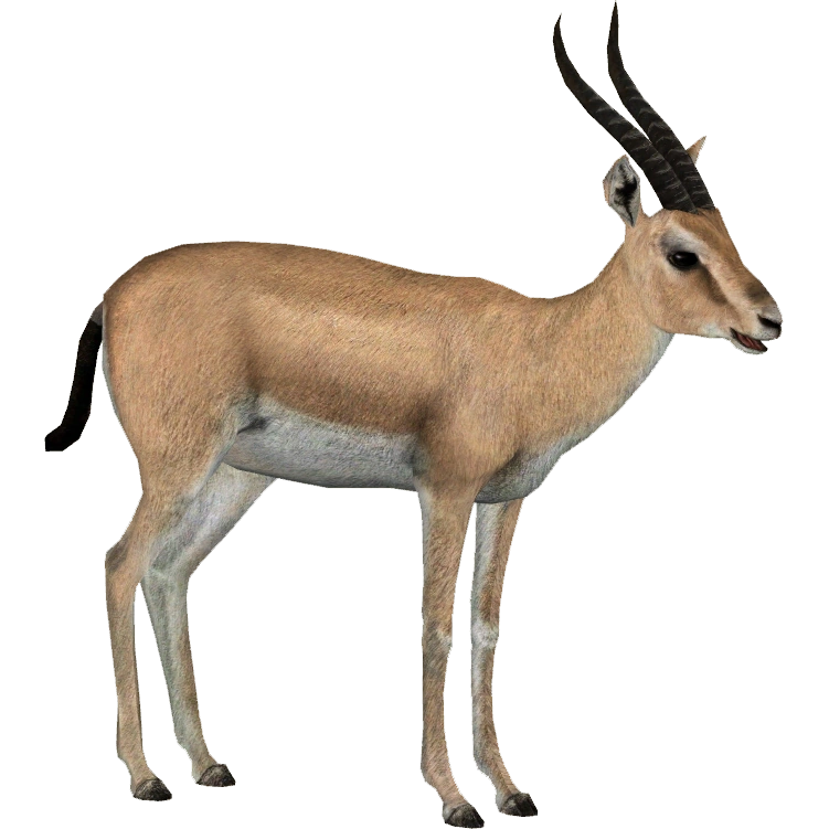 Rhim Gazelle