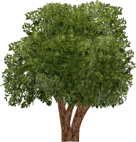 Conkerberry (Aurora Designs) | ZT2 Download Library Wiki | Fandom