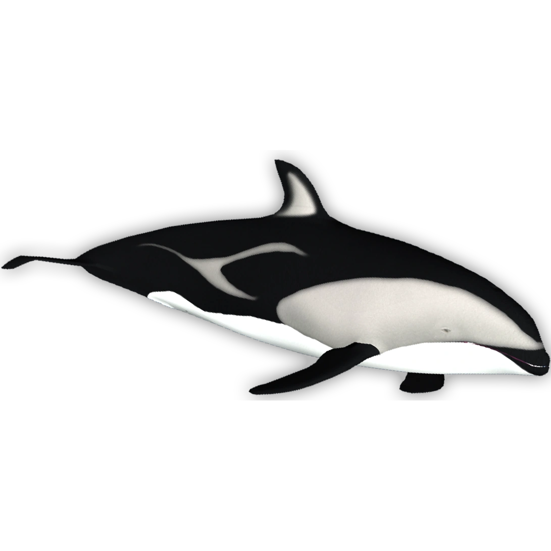 Dusky Dolphin (Moana Designs) | ZT2 Download Library Wiki | Fandom