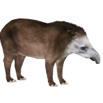 Category:Extinct Tapiroids | ZT2 Download Library Wiki | Fandom