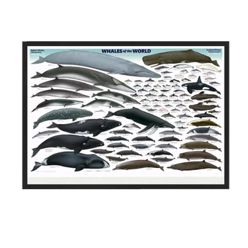 Framed Posters (Zeta-Designs) | ZT2 Download Library Wiki | Fandom