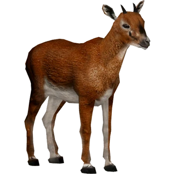 Bates' Pygmy Antelope (Tamara Henson) | ZT2 Download Library Wiki | Fandom