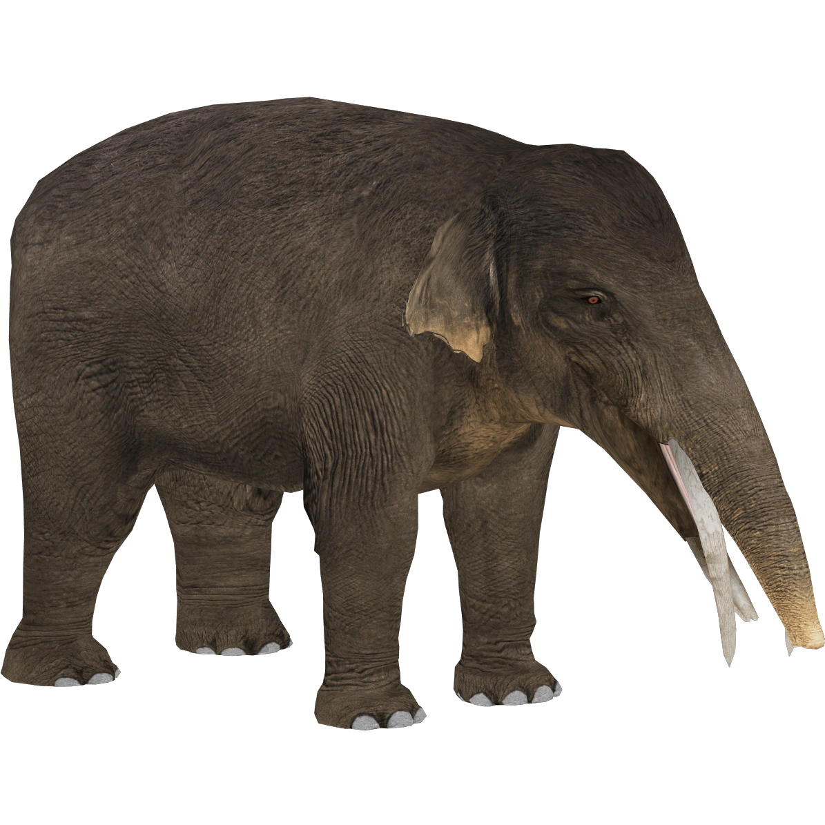 Archaeobelodon