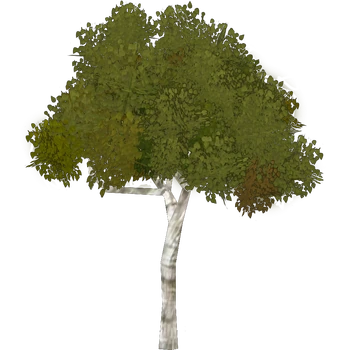 Common Teak (Artifex) | ZT2 Download Library Wiki | Fandom